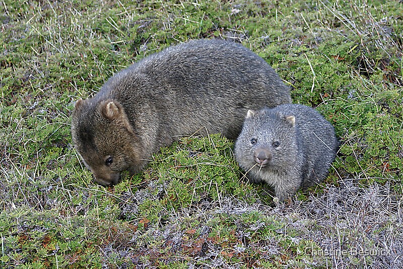 "Wombat mother and joey at Cradle Mountain" by Christine Beswick ...
