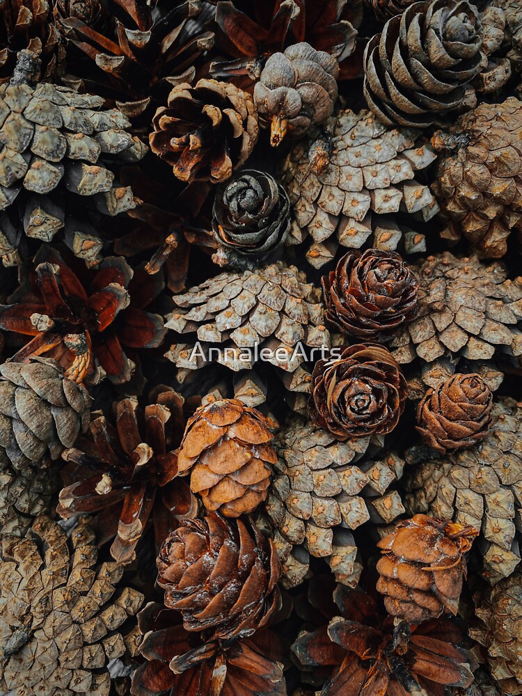 "Autumn Fall Pinecone Cute Aesthetic Photography " Sticker for Sale by ...