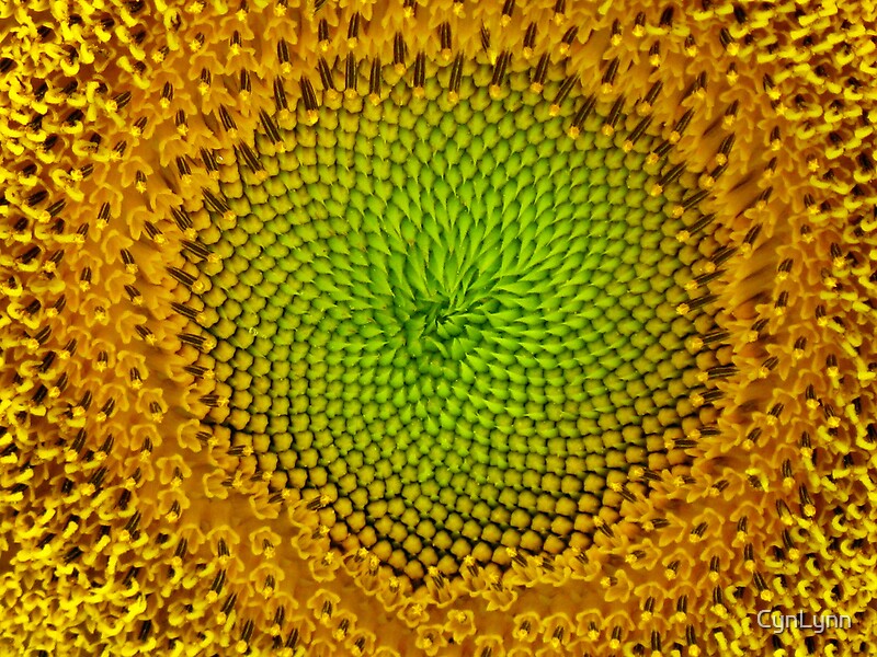 "Patterns of a Sunflower" by CynLynn | Redbubble