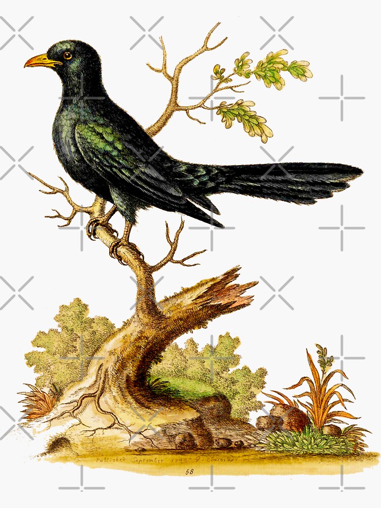 "Black Indian Cuckow- Bird HD vintage image from encyclopedia number 12 ...