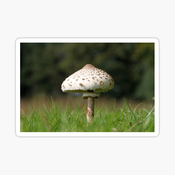 "Parasol" Sticker for Sale by cuprum | Redbubble