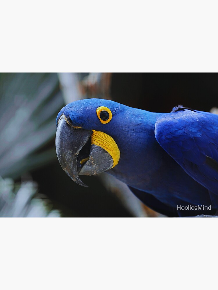 "hyacinth macaw" Sticker for Sale by HooliosMind | Redbubble