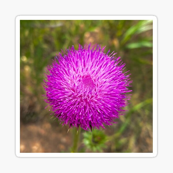 "Thistle" Sticker for Sale by LocoFlower | Redbubble
