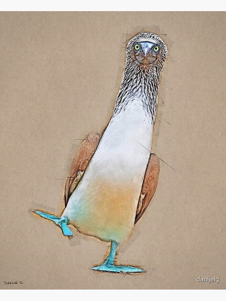 " Footed Boobies - Goony Bird" Poster for Sale by danijelg | Redbubble