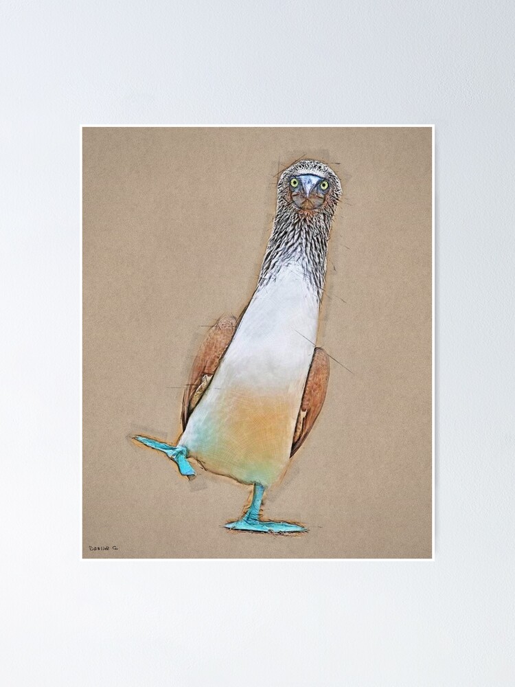 " Footed Boobies - Goony Bird" Poster for Sale by danijelg | Redbubble