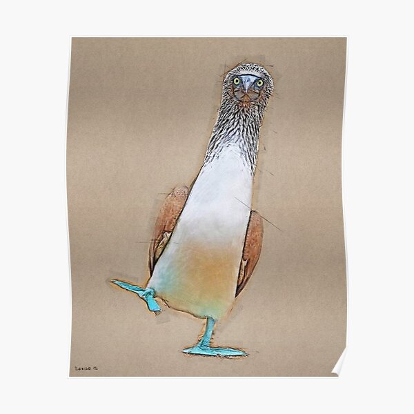 " Footed Boobies - Goony Bird" Poster for Sale by danijelg | Redbubble