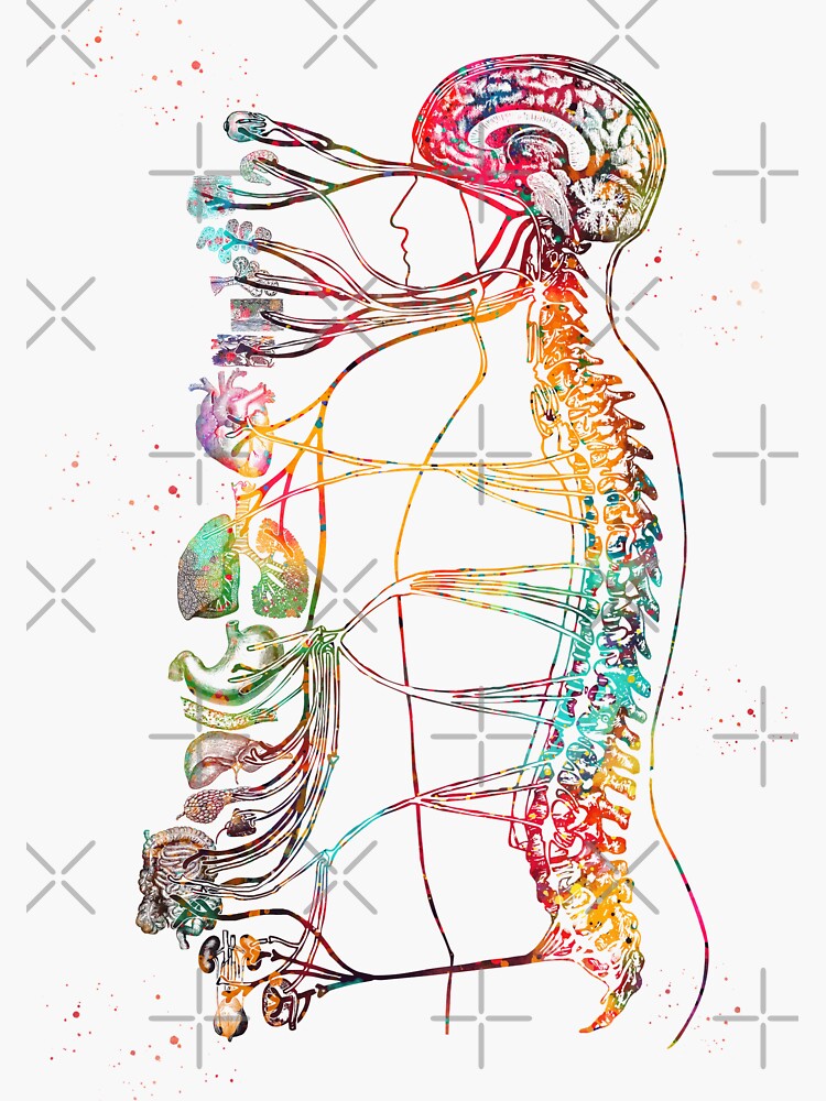 "Autonomic Nervous System" Sticker for Sale by erzebetth | Redbubble