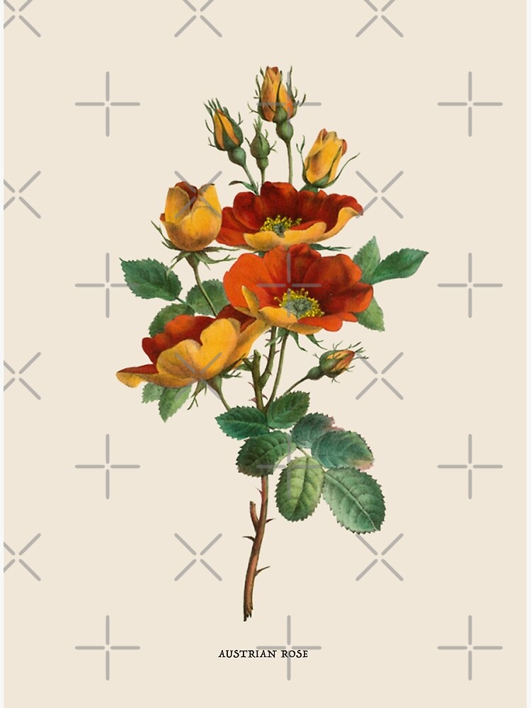 "Austrian Rose Antique Botanical Illustration" Poster for Sale by ...