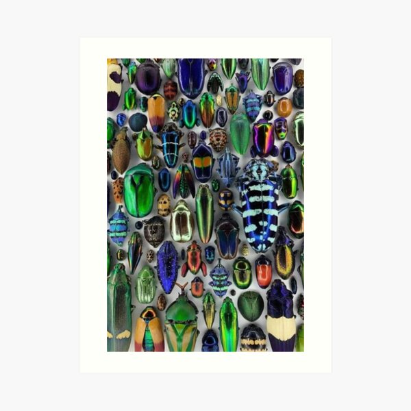 "Beetle bug insect lady bug legs wings larvae thorax anatomy biology ...