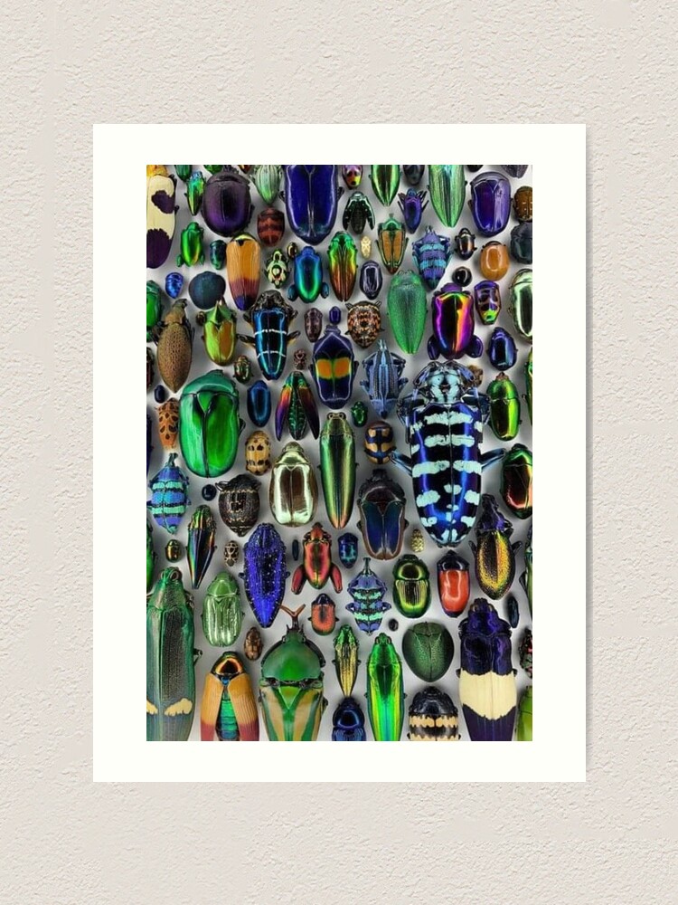 "Beetle bug insect lady bug legs wings larvae thorax anatomy biology ...