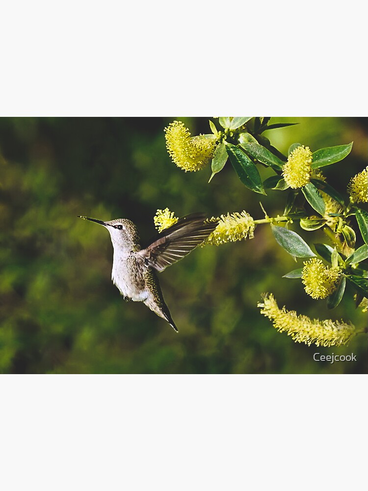 Pegatina «Colibrí de Anna recolectando néctar» de Ceejcook | Redbubble