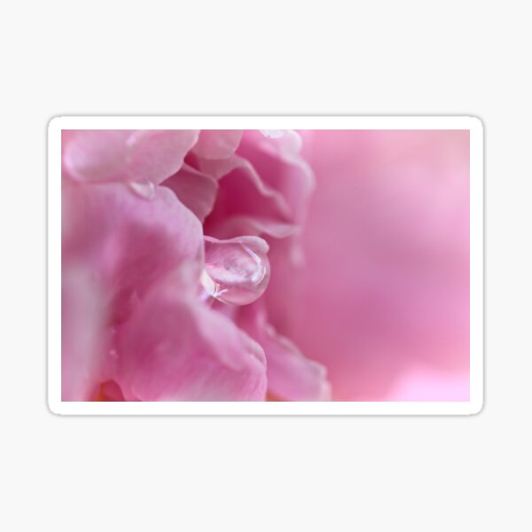 "Colorado Springs Flowers, Summer 2022 #1" Sticker for Sale by ...