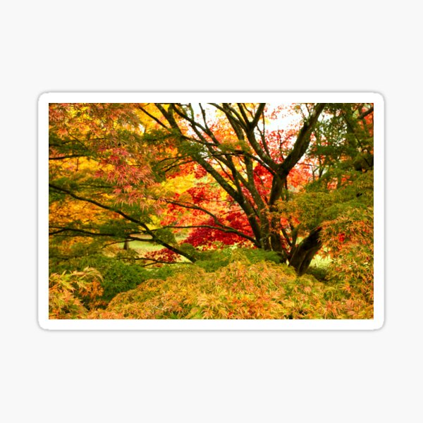 "Brightly coloured autumn leaves of a maple tree" Sticker for Sale by ...