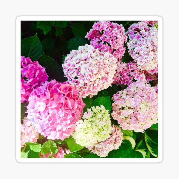 "Beautiful Colors of Hydrangeas" Sticker by Shellbelle44 | Redbubble