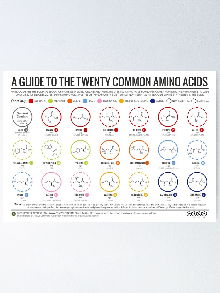 "Guide To 20th Common Amino Acids" Poster for Sale by MichMill | Redbubble