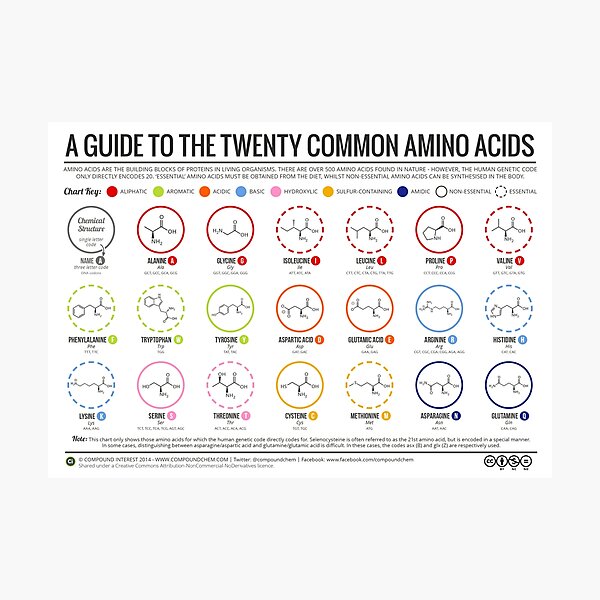 "Guide To 20th Common Amino Acids" Photographic Print for Sale by MichMill | Redbubble