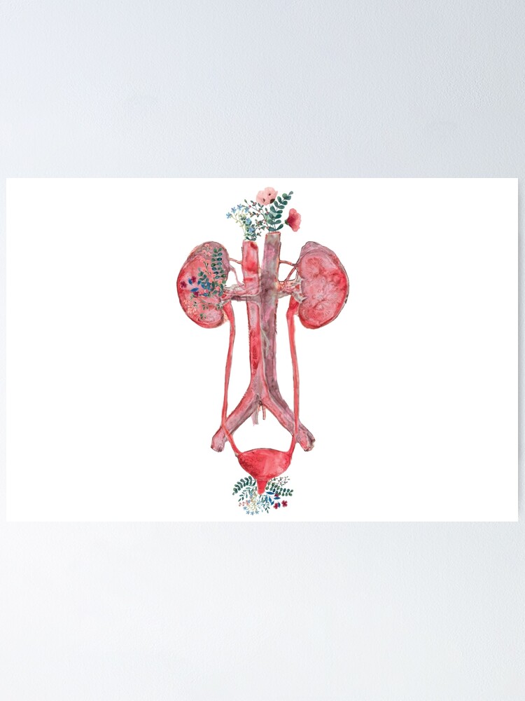 "Watercolor Floral Anatomical Urinary Tract System Design" Poster for ...