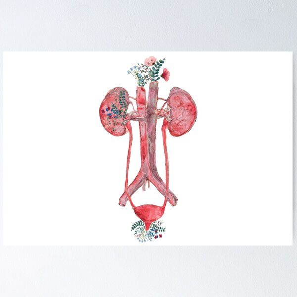 "Watercolor Floral Anatomical Urinary Tract System Design" Poster for ...