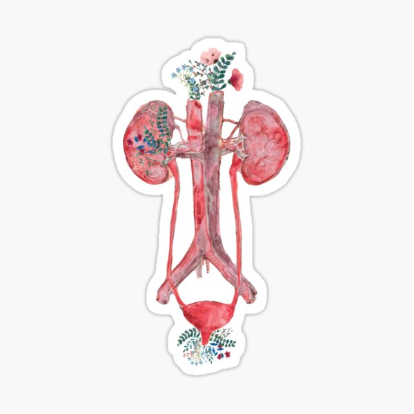 "Watercolor Floral Anatomical Urinary Tract System Design" Sticker for ...