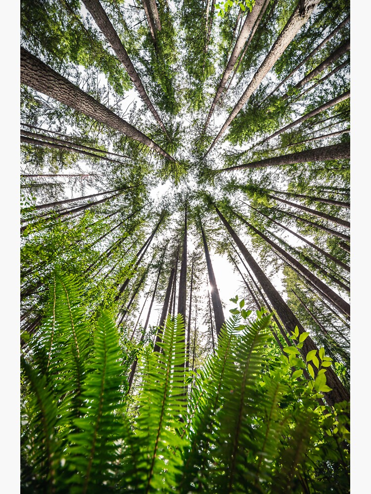 "Forest Floor View Looking Up at Tree Canopy" Sticker for Sale by ...