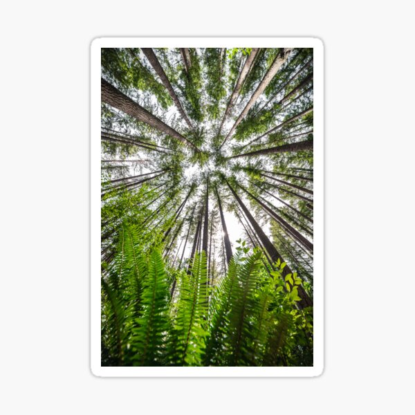 "Forest Floor View Looking Up at Tree Canopy" Sticker for Sale by ...