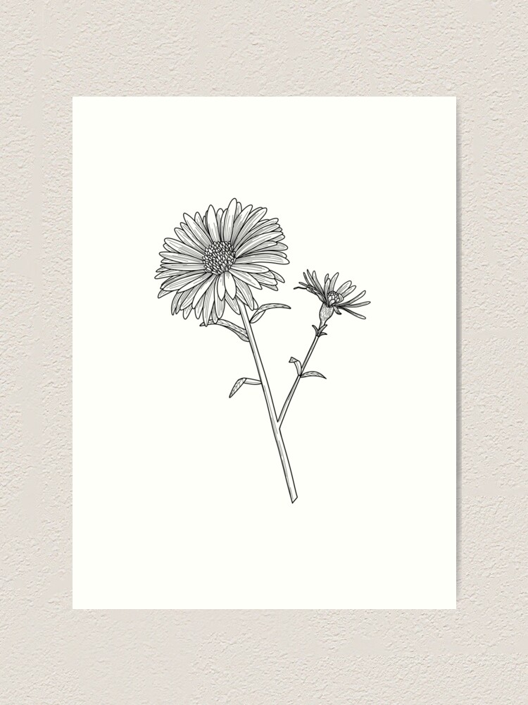 "Aster Flower Fine Line Drawing" Art Print for Sale by BluebellPainter ...