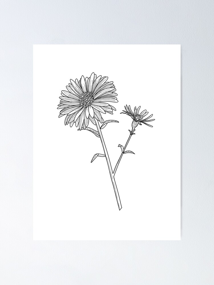 "Aster Flower Fine Line Drawing" Poster for Sale by BluebellPainter ...