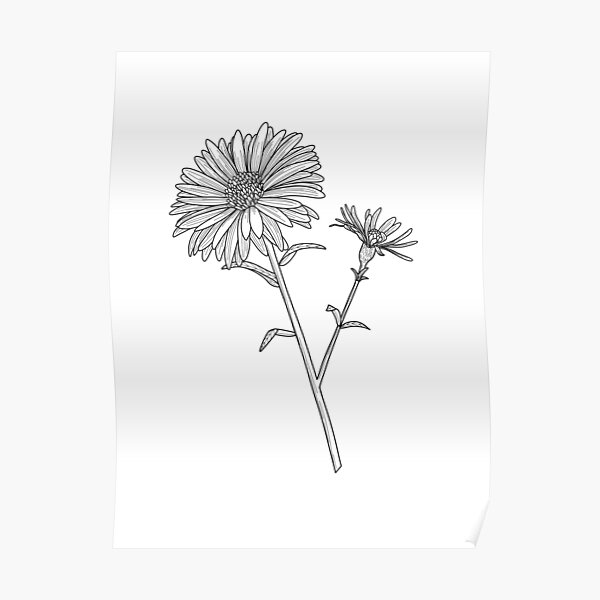 "Aster Flower Fine Line Drawing" Poster for Sale by BluebellPainter ...