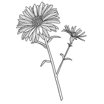 "Aster Flower Fine Line Drawing" Art Print for Sale by BluebellPainter ...