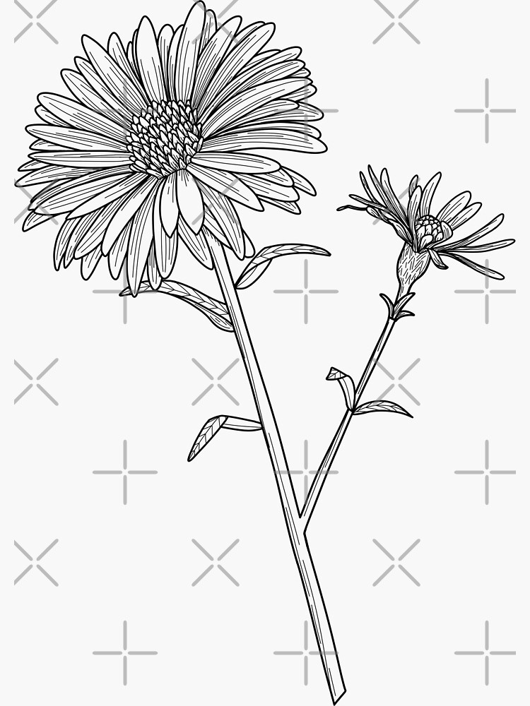 "Aster Flower Fine Line Drawing" Sticker for Sale by BluebellPainter ...