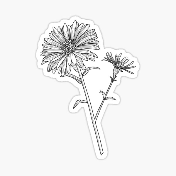 "Aster Flower Fine Line Drawing" Sticker for Sale by BluebellPainter ...