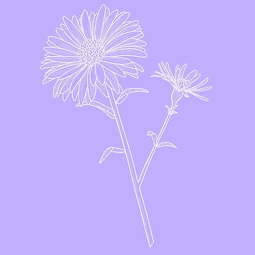 "Aster Flower Fine Line Drawing" Art Board Print for Sale by ...