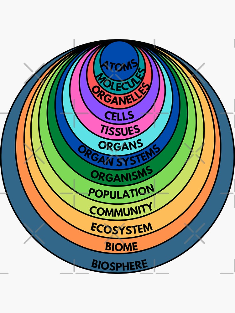 Levels Of Organization Of Living Things