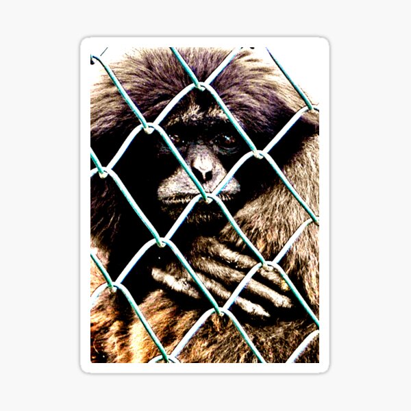 "Monkey City Life " Sticker for Sale by JoyPhotoArt | Redbubble