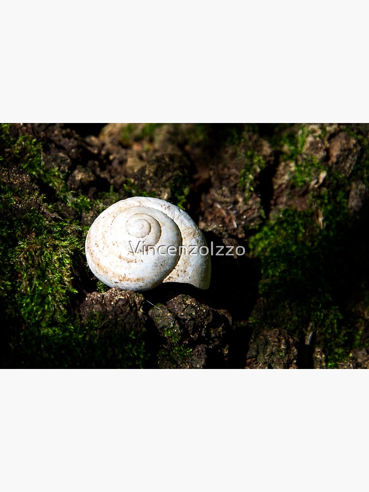 "Empty snail shell resting " Sticker for Sale by VincenzoIzzo | Redbubble