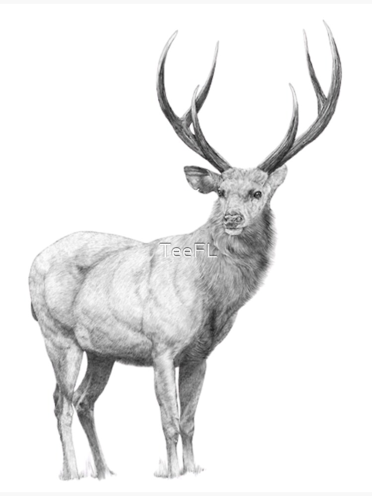 "Sambar deer Drawing" Poster for Sale by TeeFL | Redbubble
