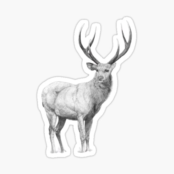 "Sambar deer Drawing" Sticker for Sale by TeeFL | Redbubble