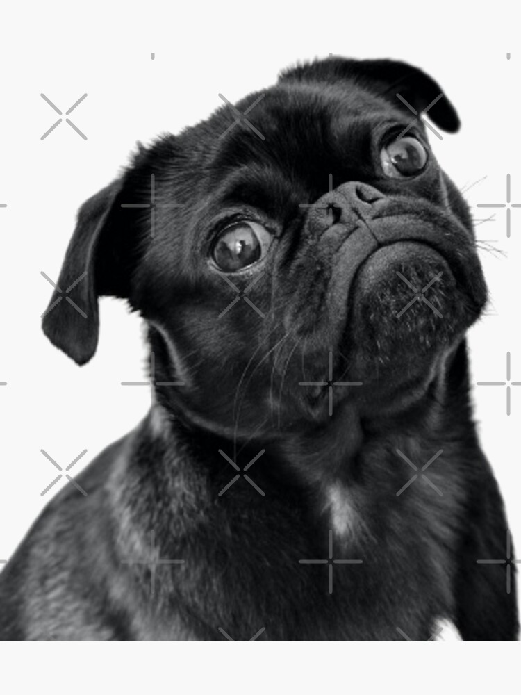 "Cute Black Pug" Sticker for Sale by KruisR | Redbubble