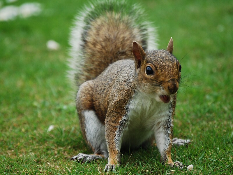 "shocked squirrel" by ampwizbit | Redbubble