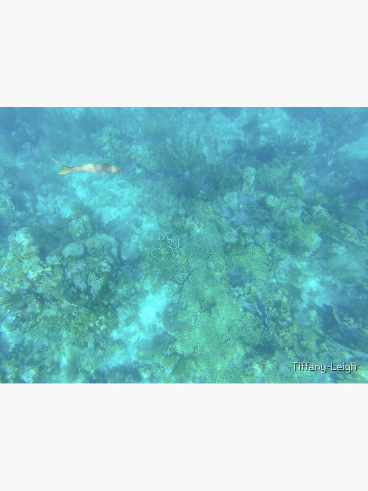 "Yellowtail Snapper" Sticker for Sale by Tiffany-Leigh | Redbubble