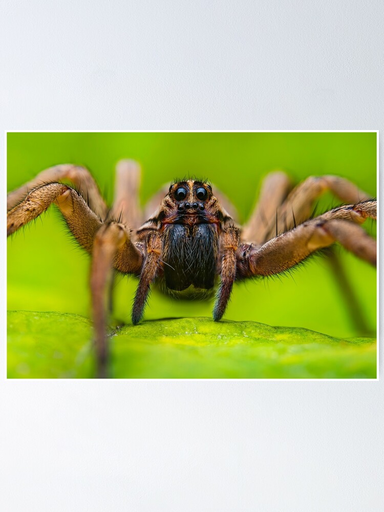 "Giant Rabid Wolf Spider - Rabidosa rabida" Poster for Sale by ...
