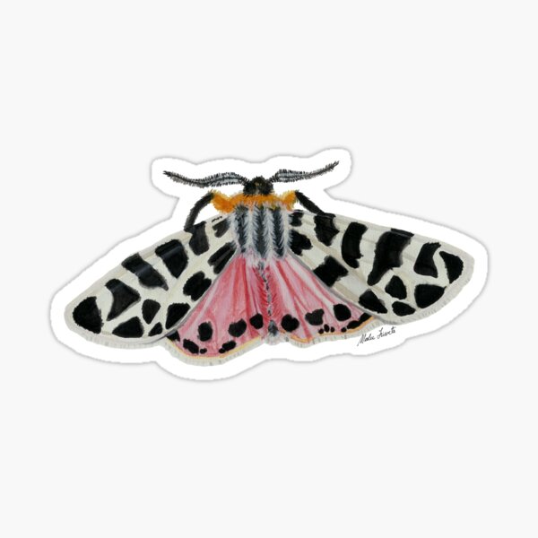 "Arctia box moth in watercolor - Gypsy" Sticker for Sale by Malu ...
