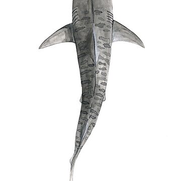 "TIGER SHARK-Galeocerdo cuvier (above) light blue" Poster by BEATRIZ ...