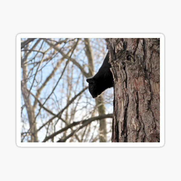"Squirrel Series 5" Sticker for Sale by sad-squirrel | Redbubble