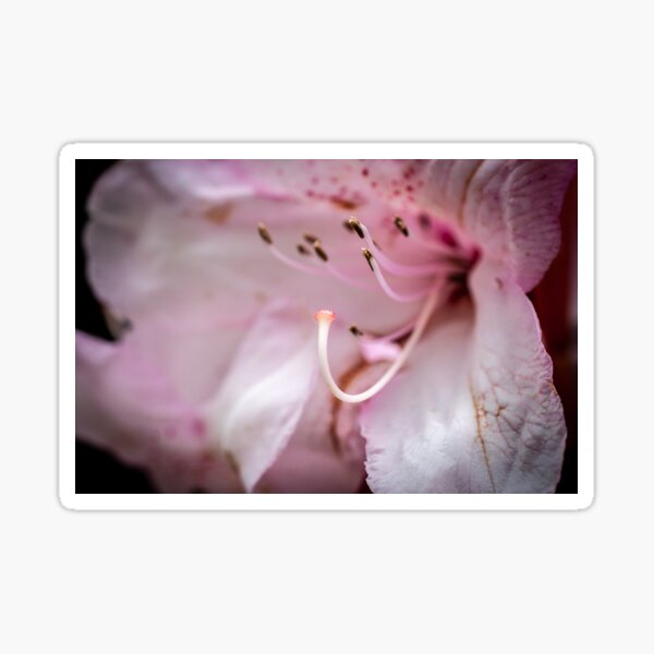 Pink And White Sticker For Sale By D Gap Redbubble