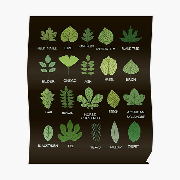 "Leaf Identification Chart, Common Leaves" Poster for Sale by levsal ...