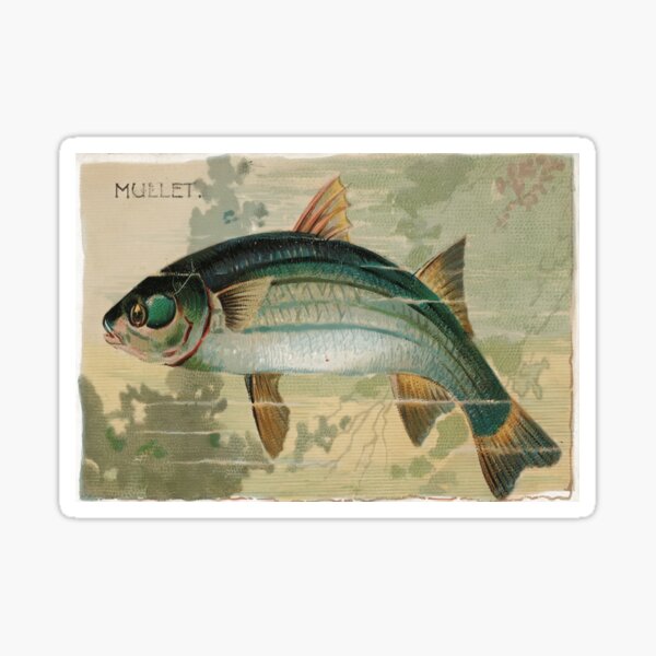 "Mullet, from the series Fishers and Fish" Sticker for Sale by ...