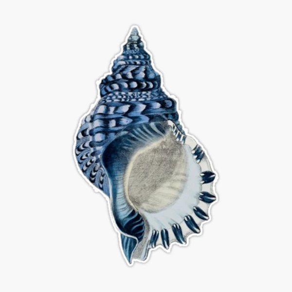 Conch Shell Blue