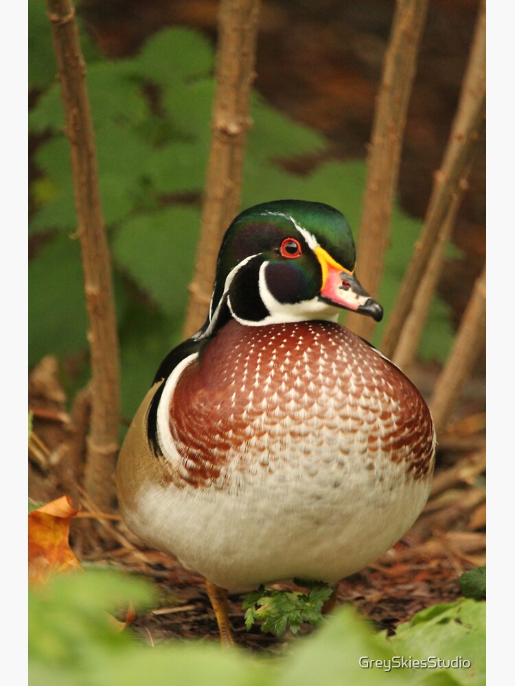 "Wood Duck " Sticker for Sale by GreySkiesStudio | Redbubble