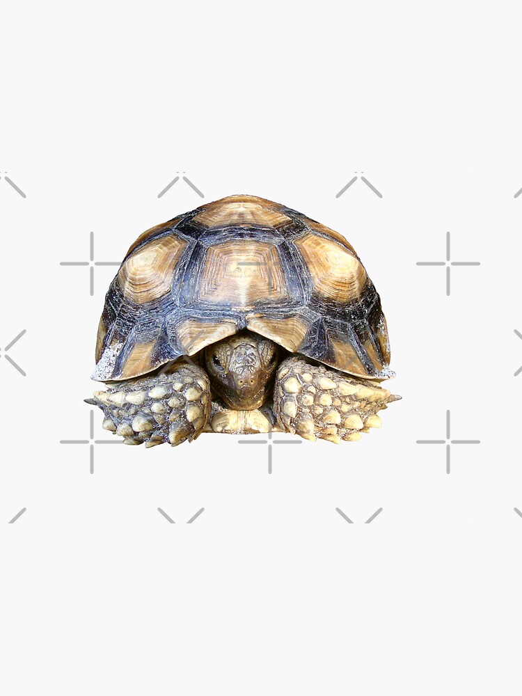 "Sulcata Tortoise" Sticker for Sale by misimichu | Redbubble